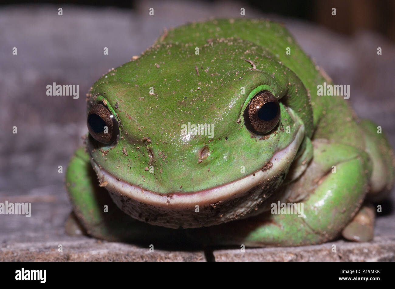 Green Tree Frog Litoria caerulea Stock Photo - Alamy