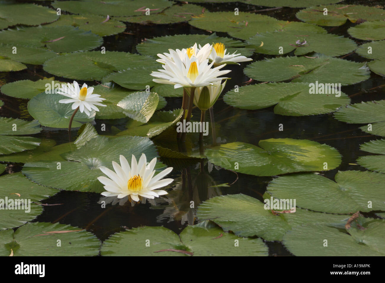 Australian Waterlilies Nymphaea violacea Stock Photo - Alamy
