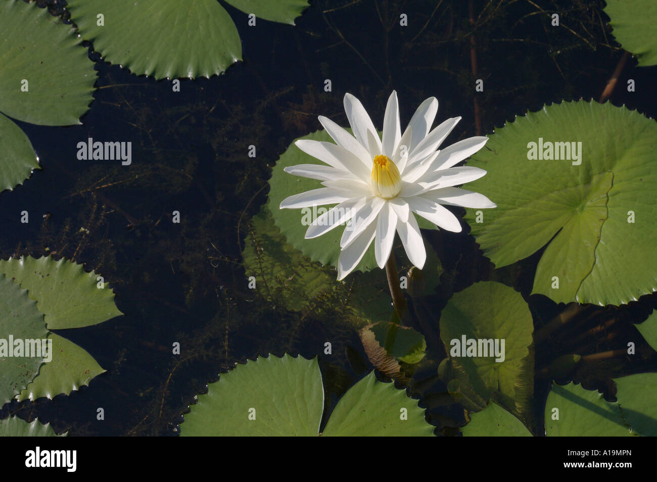Australian Waterlily Nymphaea violacea Stock Photo - Alamy