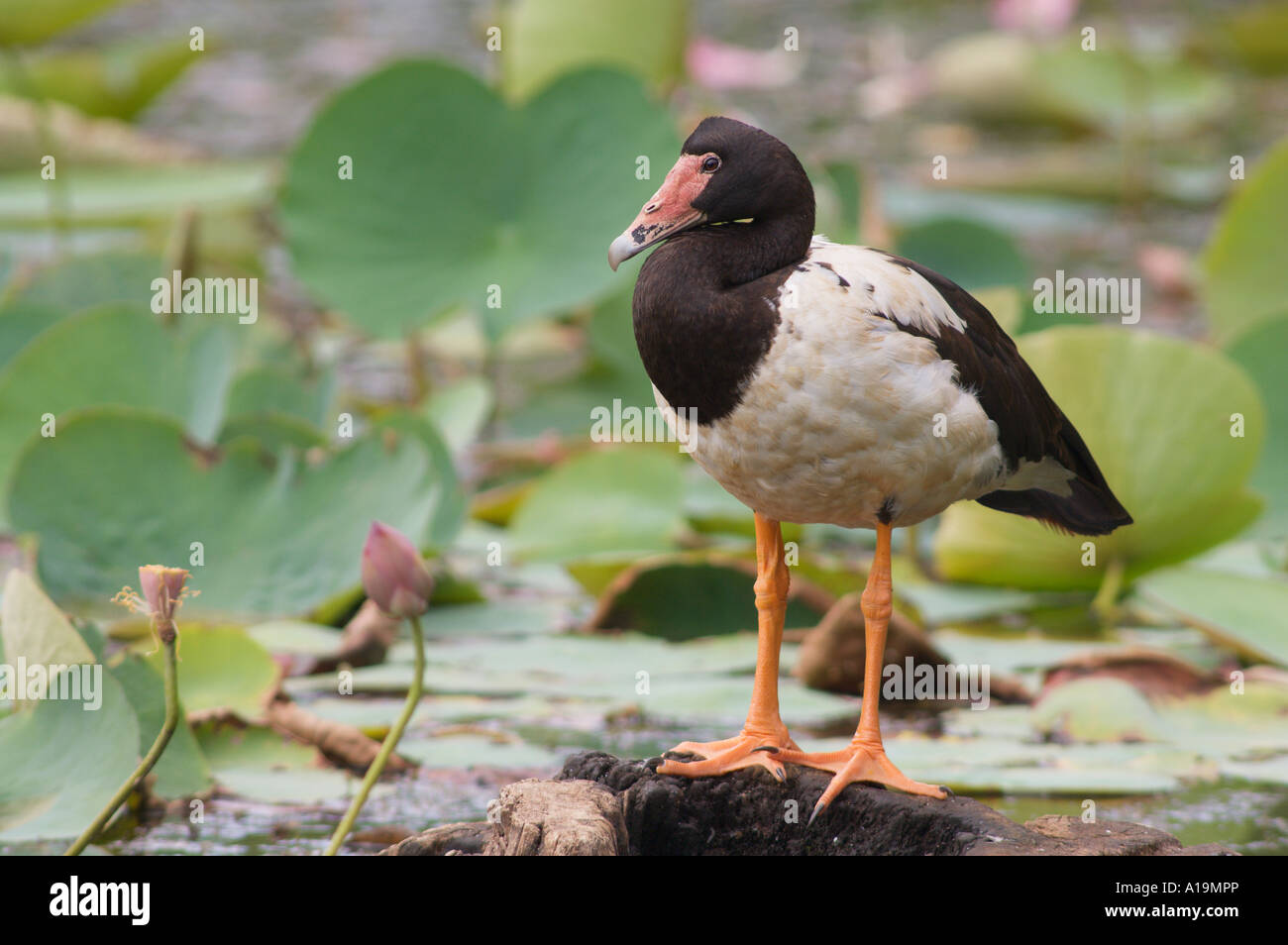 Pied goose hi-res stock photography and images - Alamy