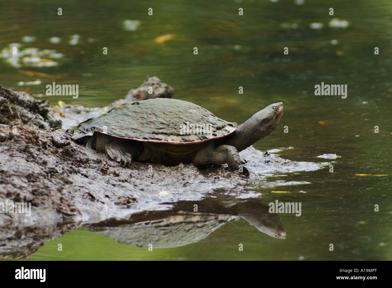 Krefft s River Turtle or Tortoise Emydura krefftii Stock Photo - Alamy
