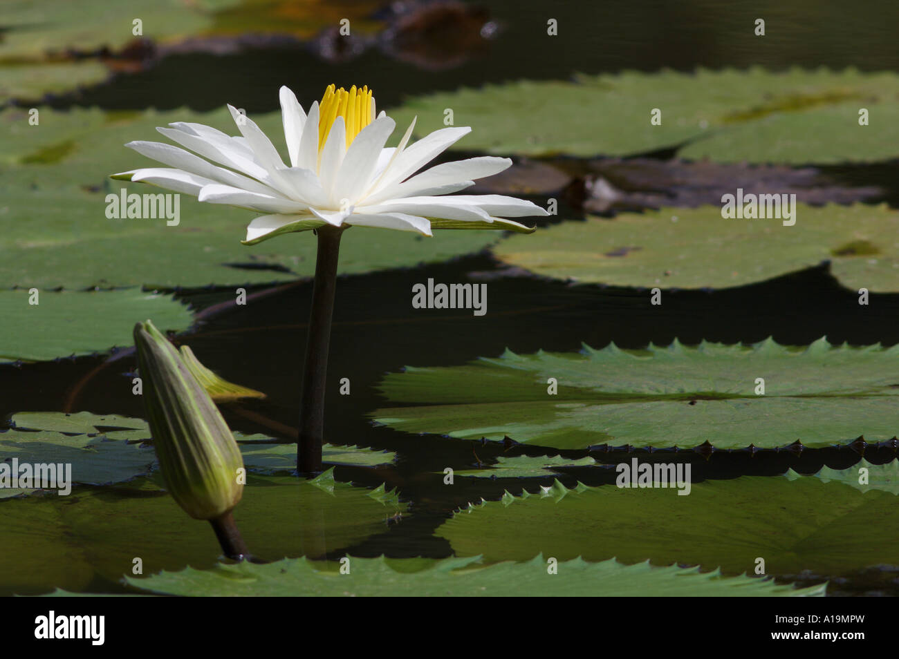 Australian Waterlily Nymphaea violacea Stock Photo - Alamy