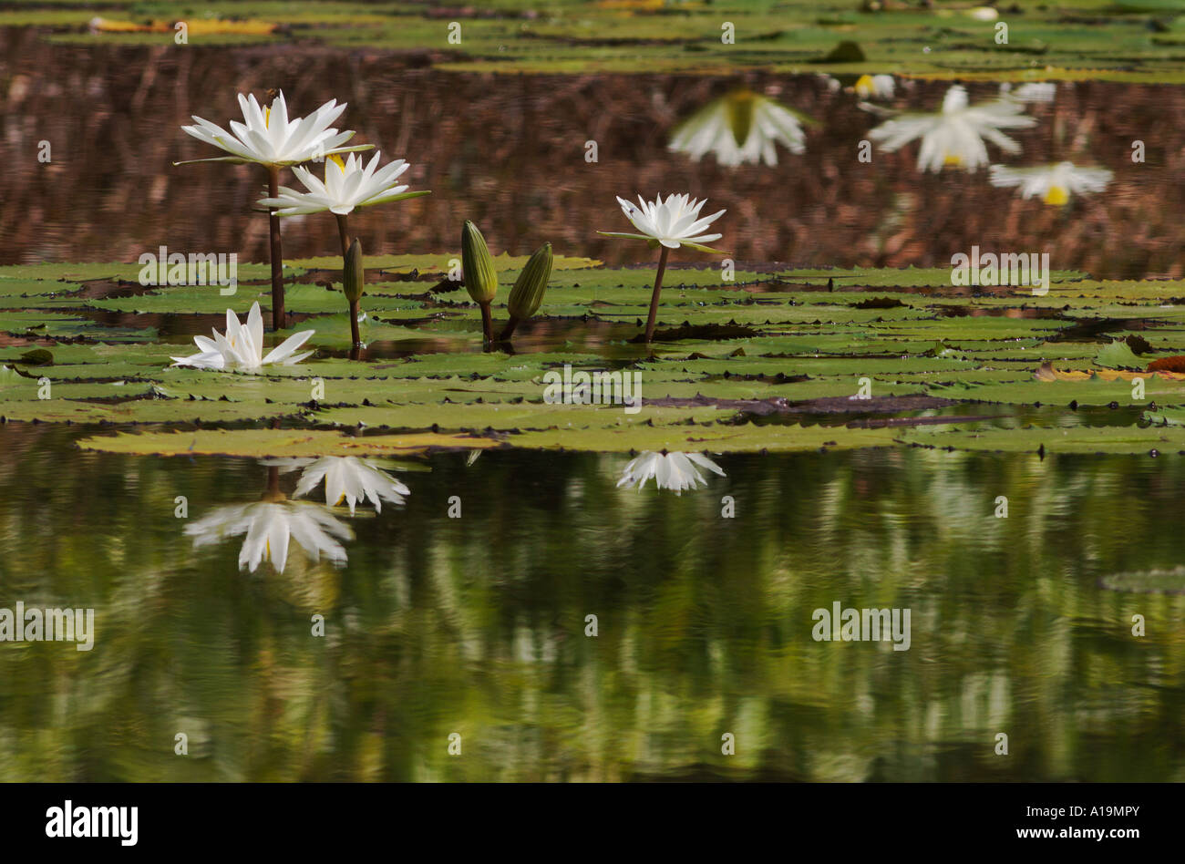 Australian Waterlilies Nymphaea violacea Stock Photo - Alamy