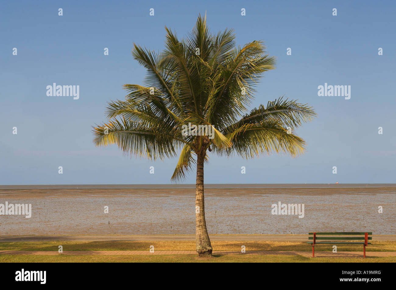 Palm tree Cairns Esplanade Queensland Australia Stock Photo - Alamy