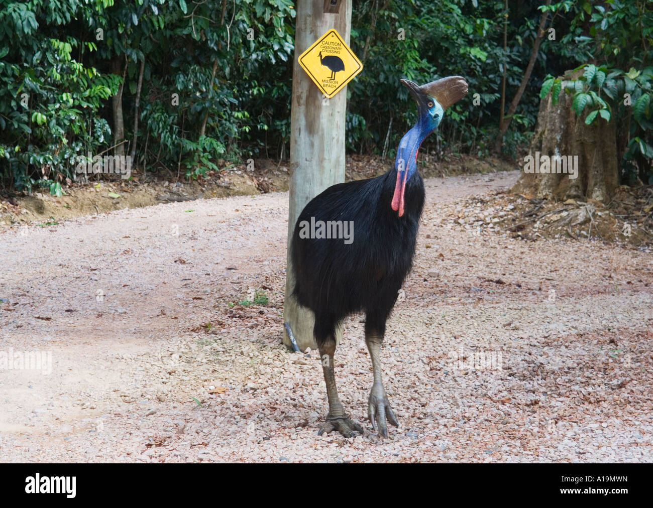Cassowary warning sign hi-res stock photography and images - Alamy