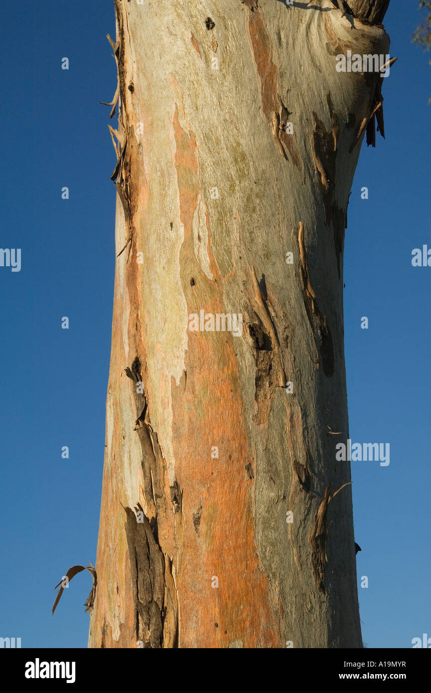 Eucalyptus tree trunk showing peeling bark Carnarvon National Park ...