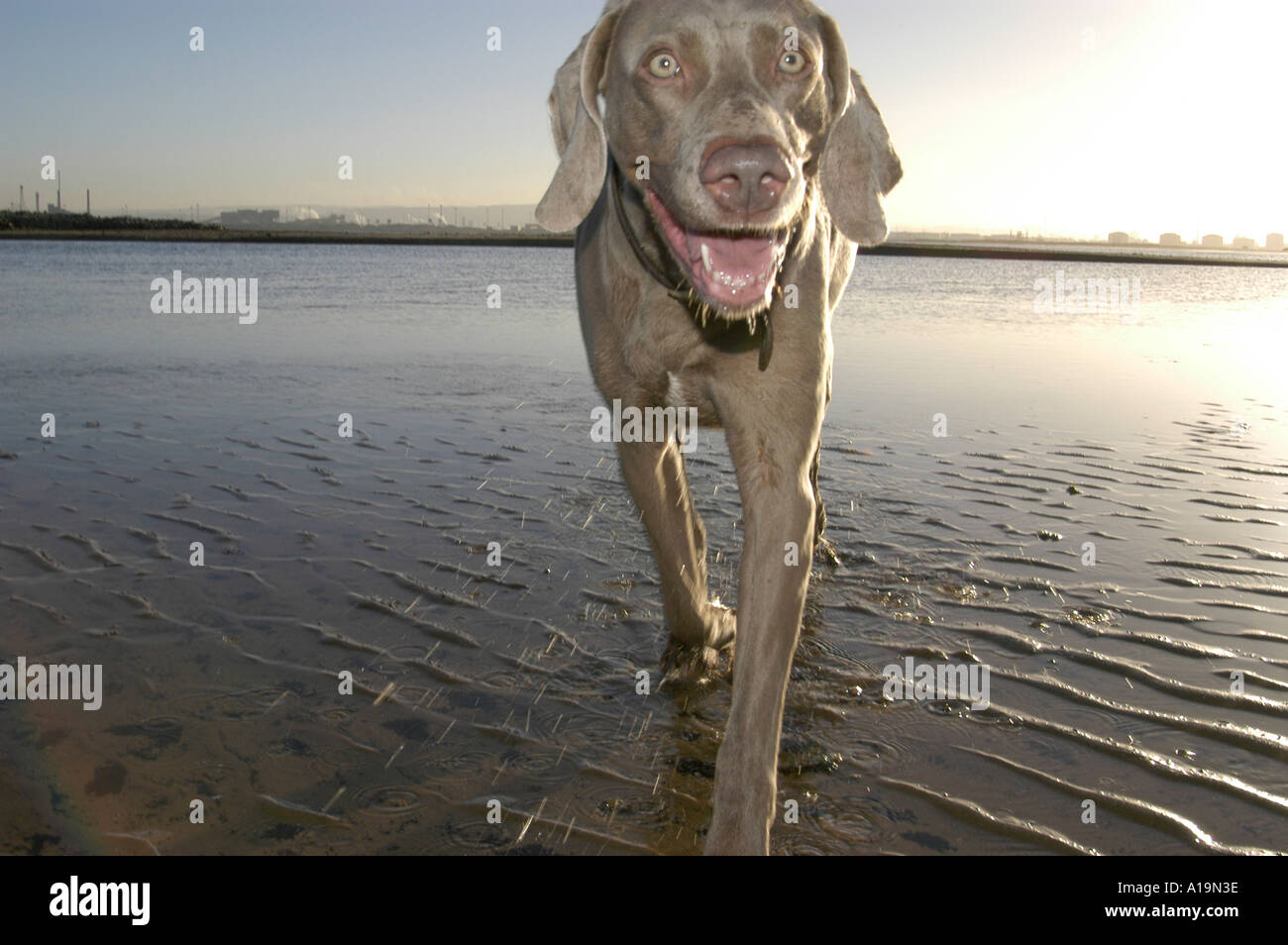 Cleo the dog hi-res stock photography and images - Alamy