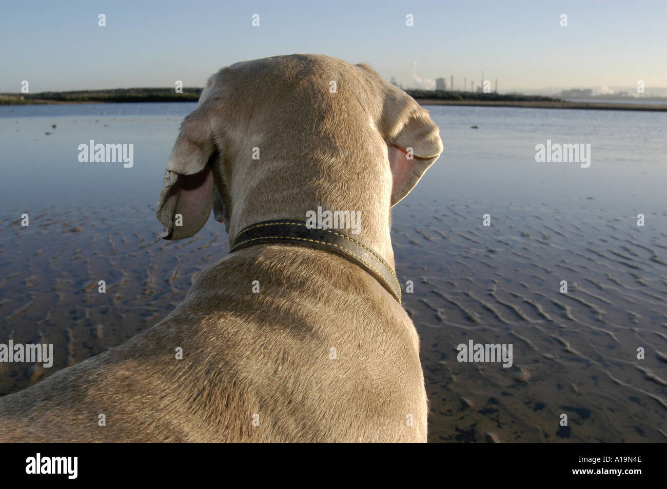 Cleo the dog hi-res stock photography and images - Alamy