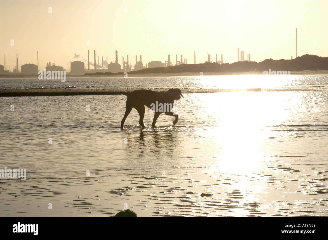Cleo the dog hi-res stock photography and images - Alamy