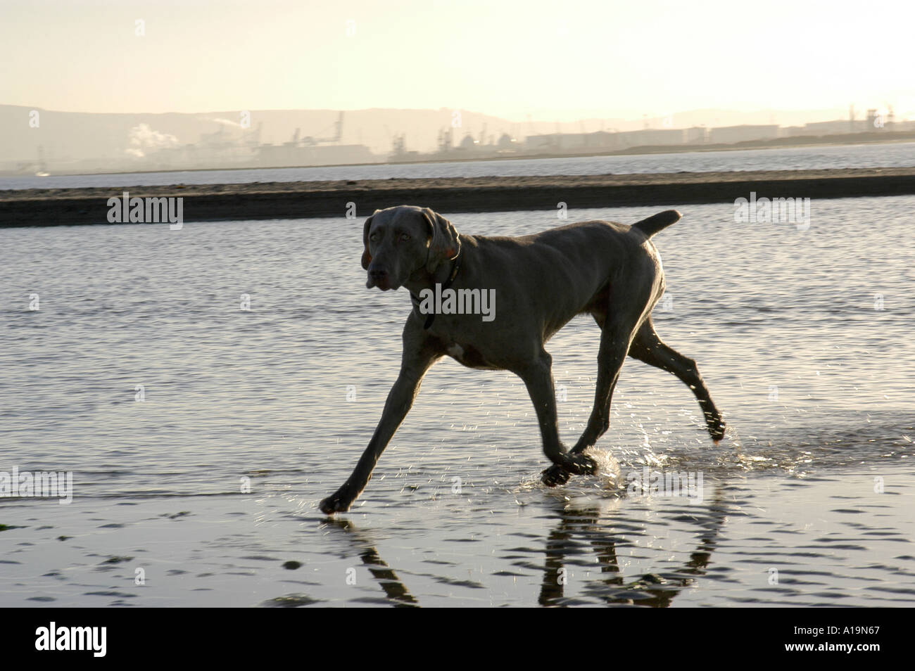Cleo the dog hi-res stock photography and images - Alamy