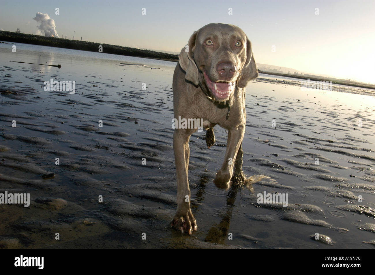 Cleo the dog hi-res stock photography and images - Alamy