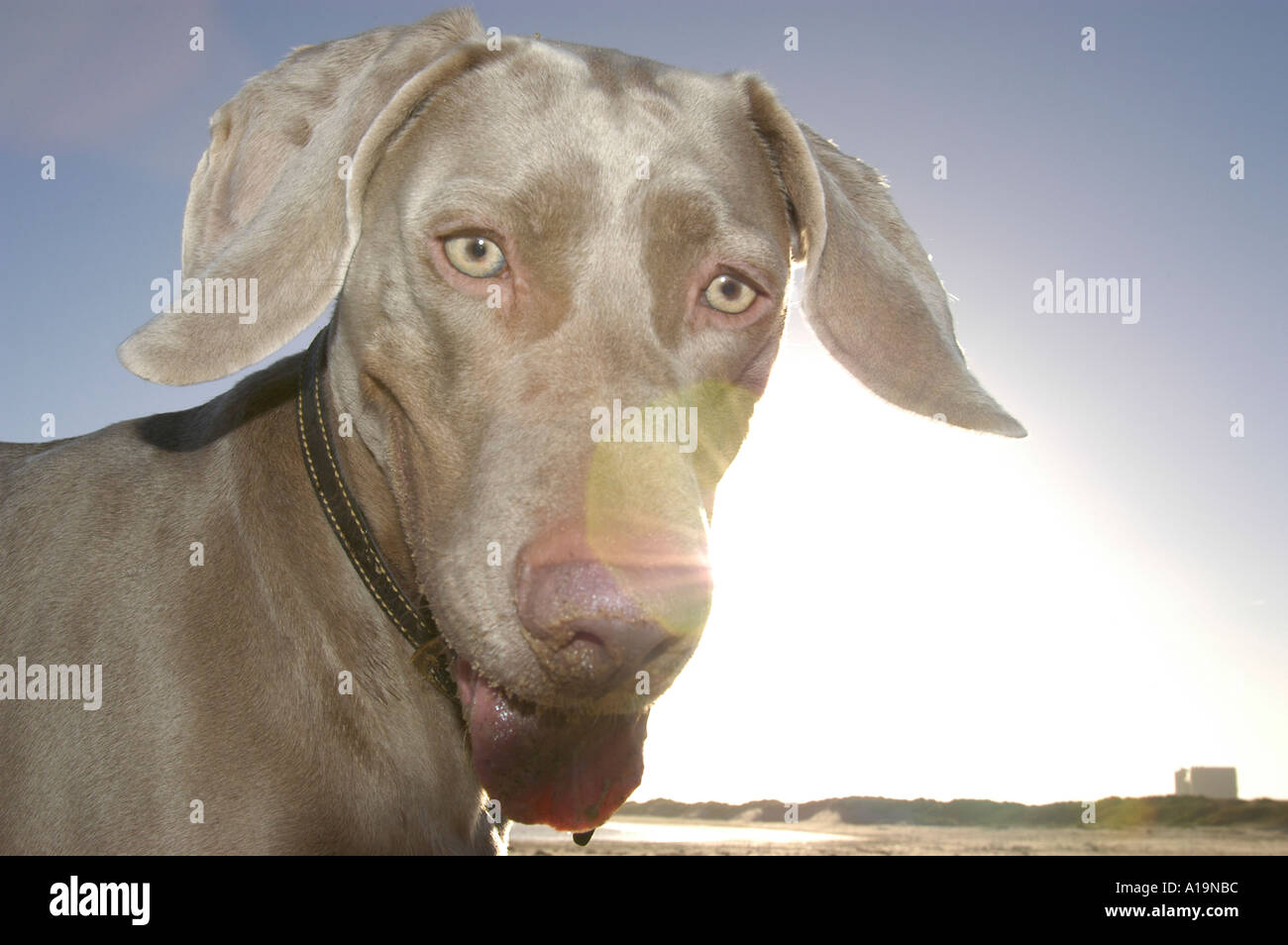 Cleo the dog hi-res stock photography and images - Alamy