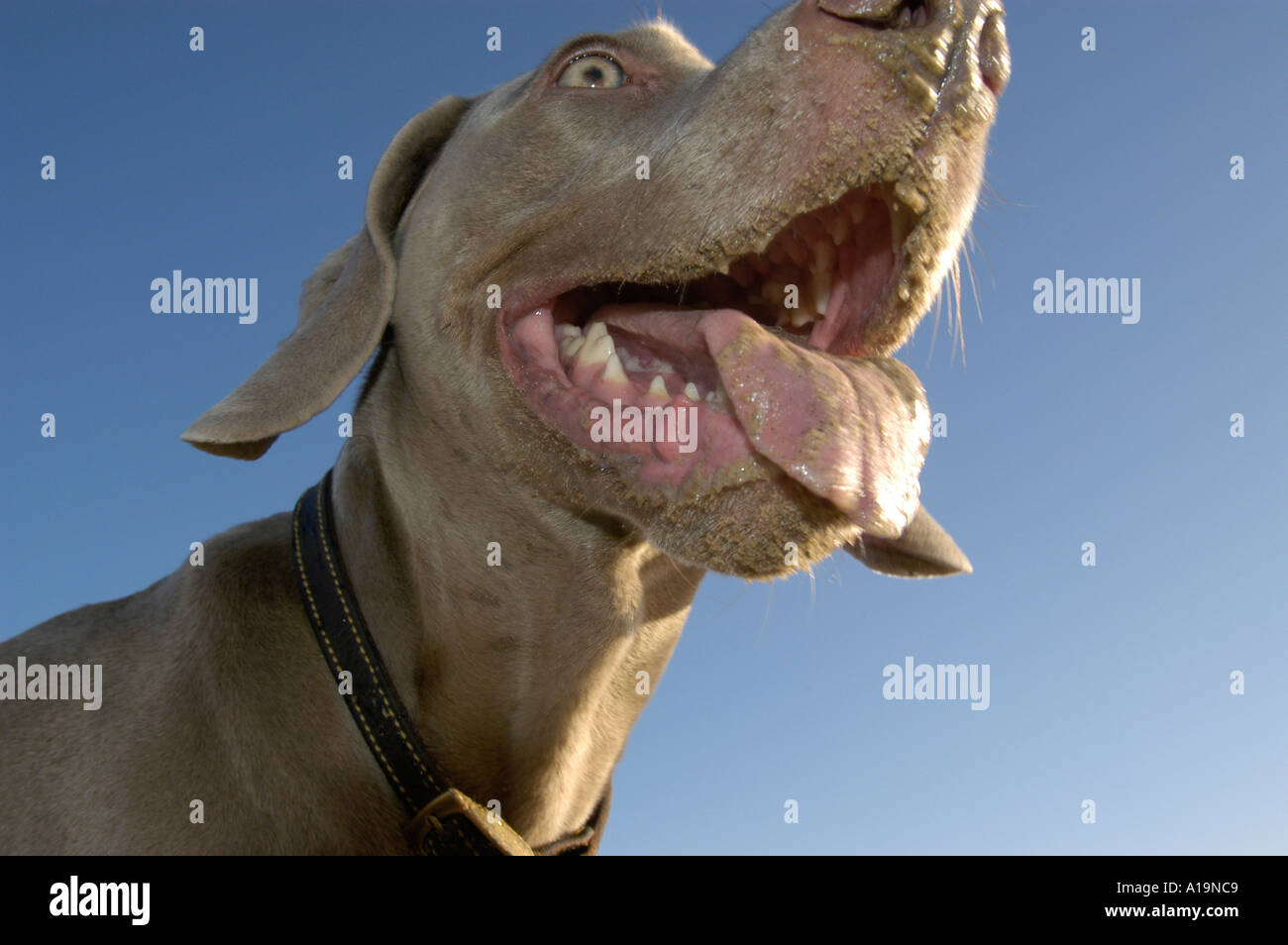 Cleo the dog hi-res stock photography and images - Alamy