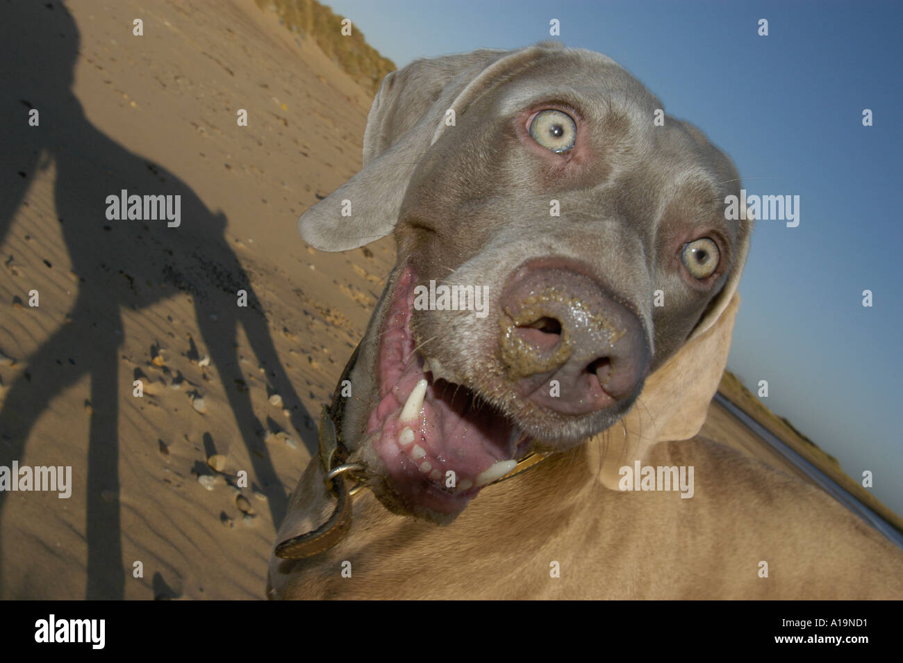 Cleo the dog hi-res stock photography and images - Alamy