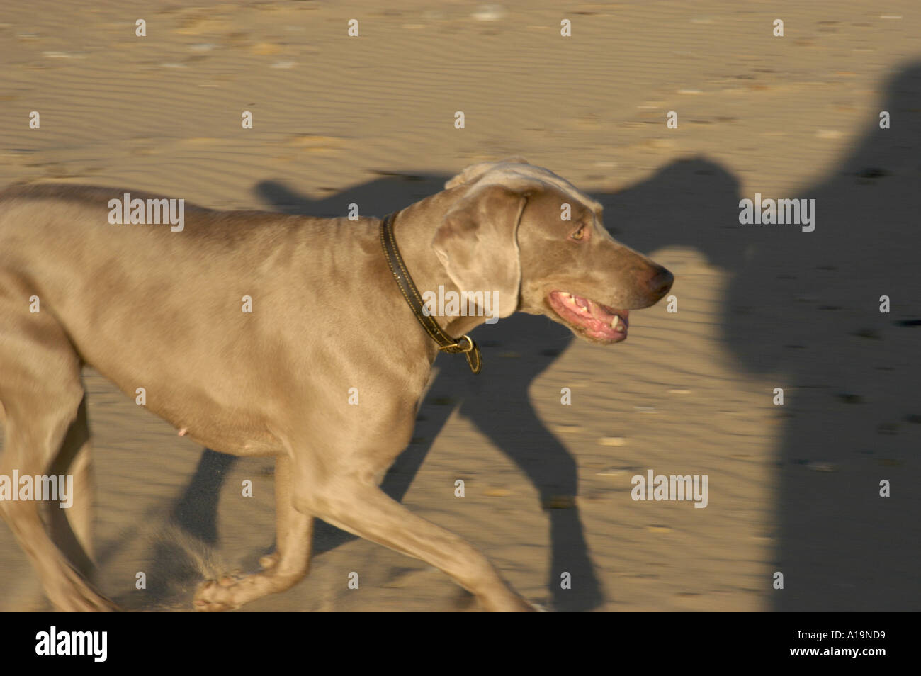 Cleo the dog hi-res stock photography and images - Alamy