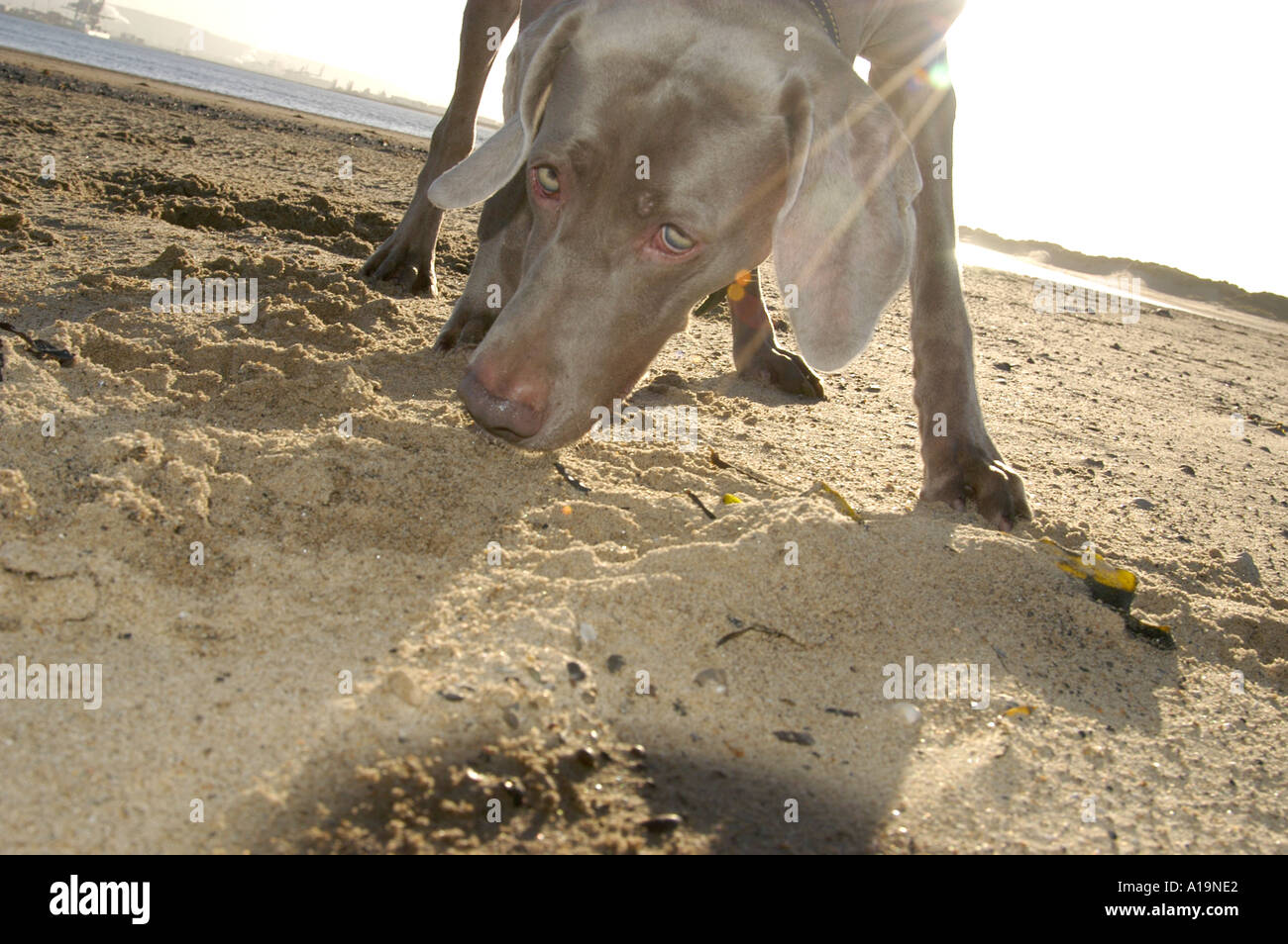 Cleo the dog hi-res stock photography and images - Alamy