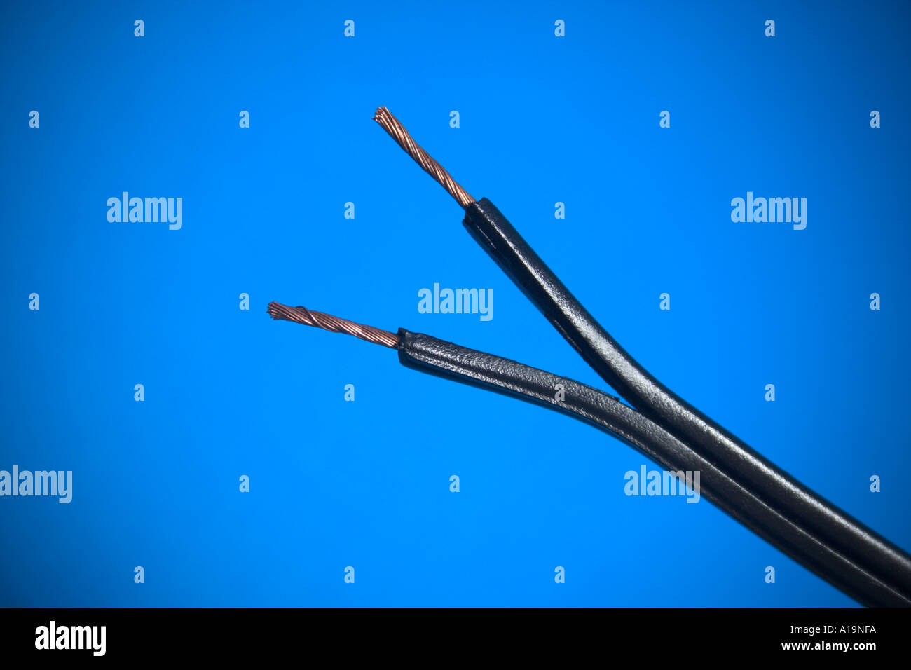 two conductor electrical wire stripped to show bare conductor Stock ...