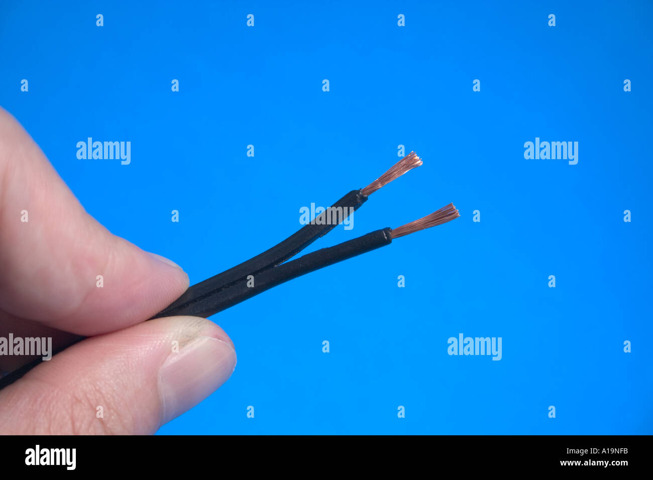 hand holding two conductor electrical wire stripped to show bare ...