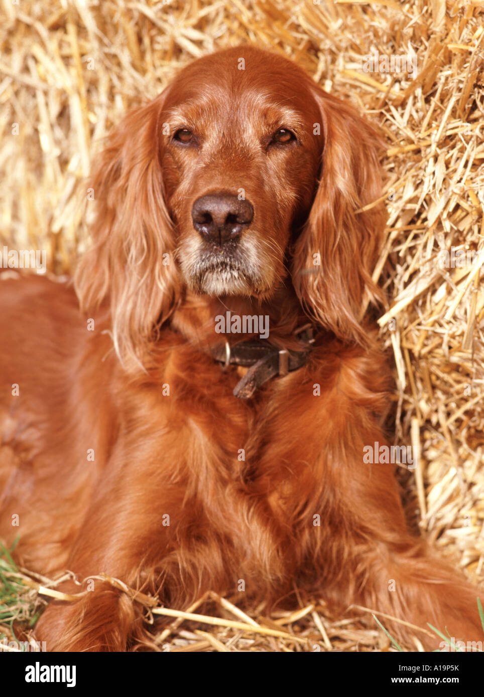 English red setter High Resolution Stock Photography and Images - Alamy