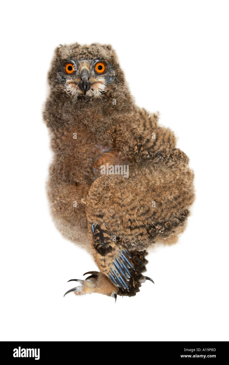 Looking startled hi-res stock photography and images - Alamy