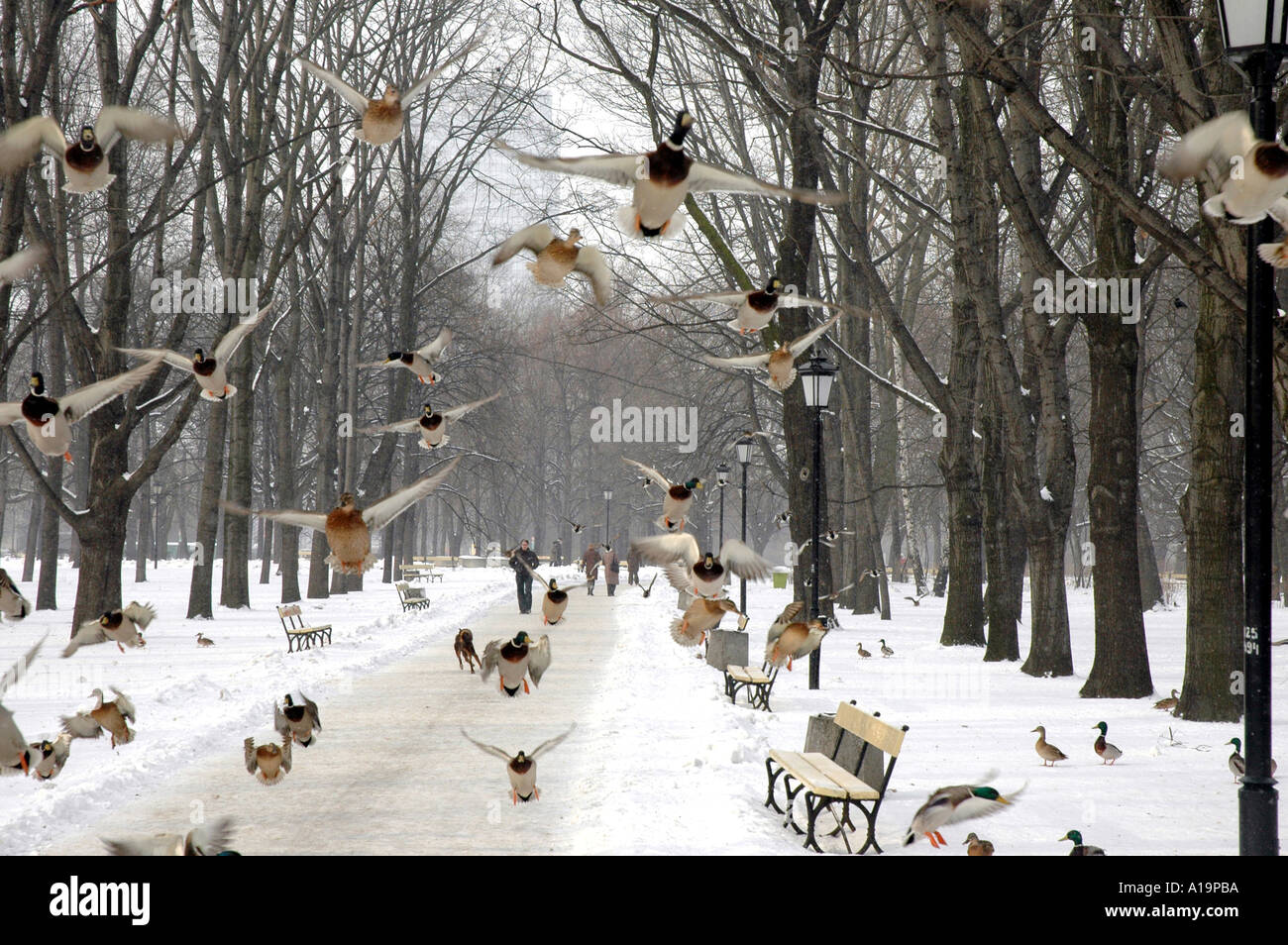 Flushed ducks in Saski Park in Warsaw Stock Photo - Alamy
