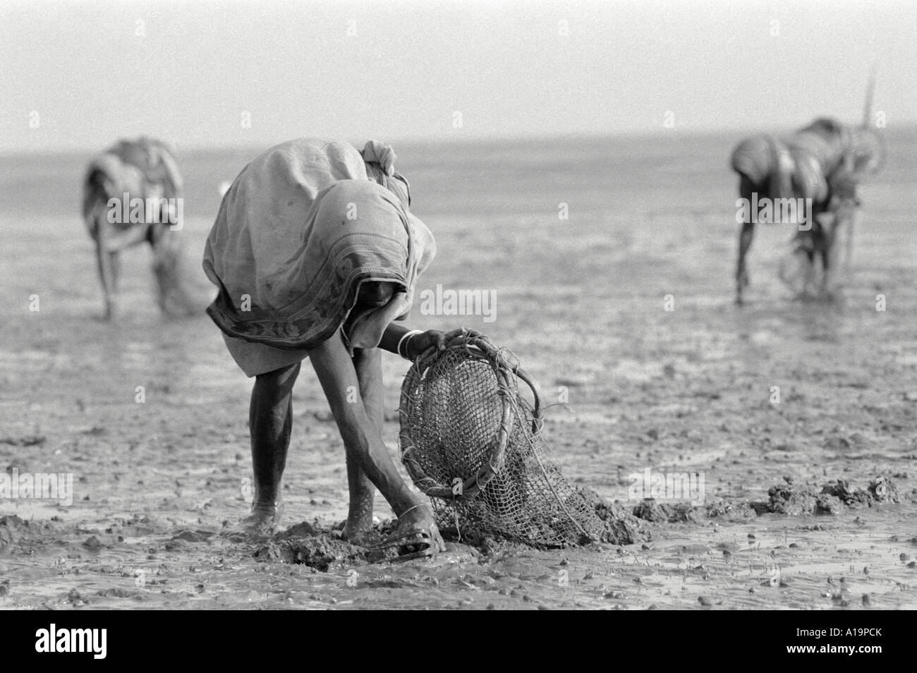 B/W of coastal village women gathering cockles on the mudflats at ...