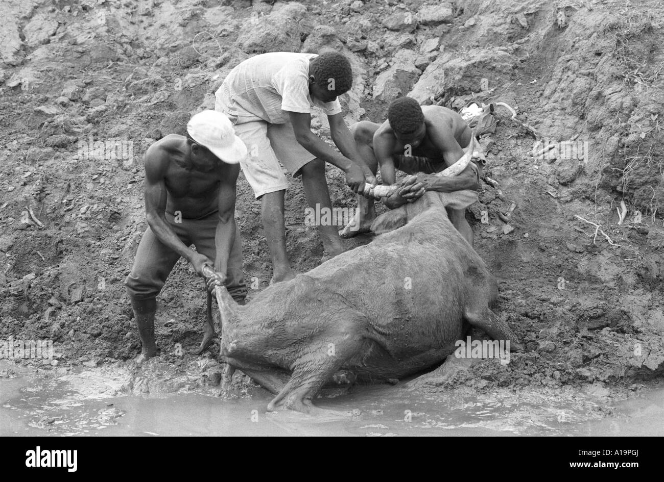 B/W of labourers rescuing a cow that was stuck in the mud of a ...