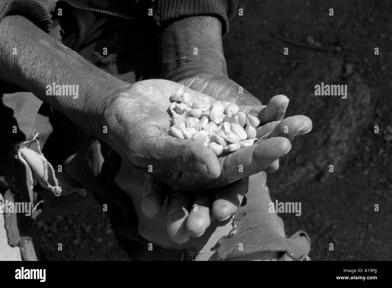 Poor maize Black and White Stock Photos & Images - Alamy
