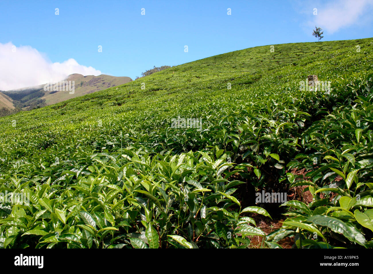 Tea estate in Munnar, a major hill station and tourist destination in ...