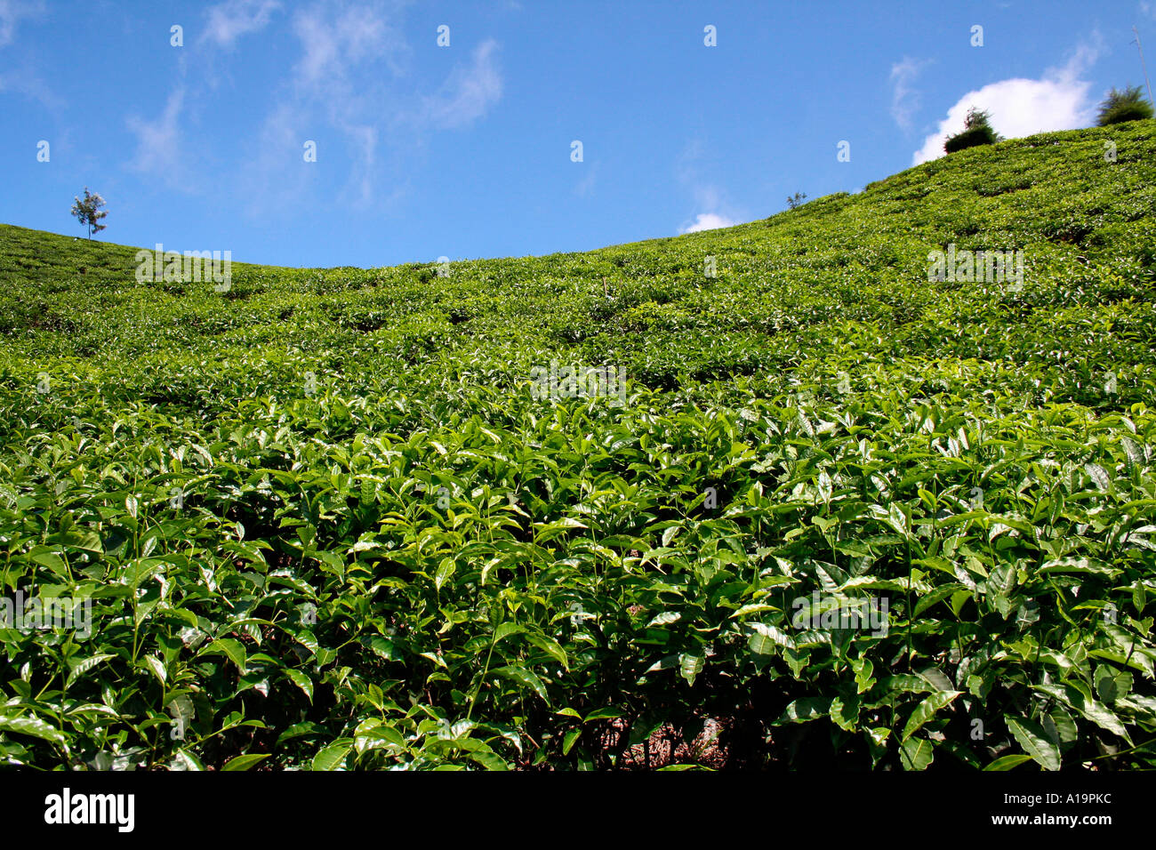 Tea estate in Munnar, a major hill station and tourist destination in ...
