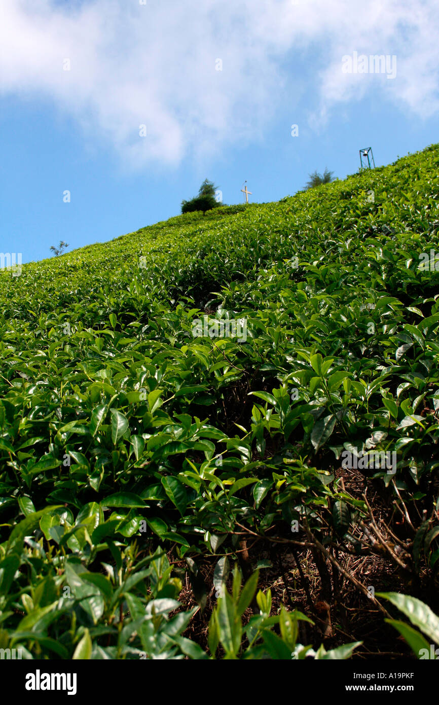 Tea estate in Munnar, a major hill station and tourist destination in ...