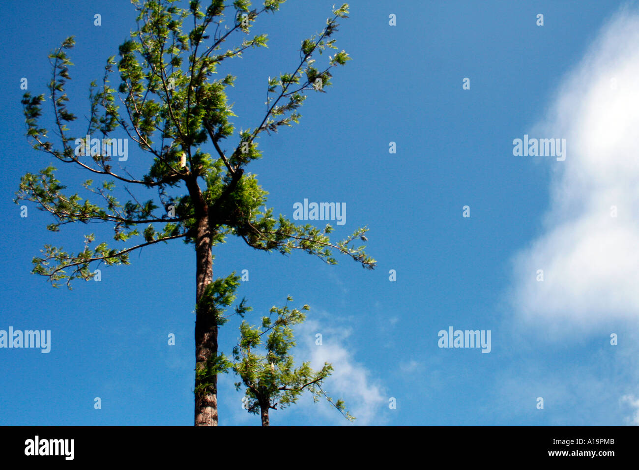Silver oak trees hi-res stock photography and images - Alamy