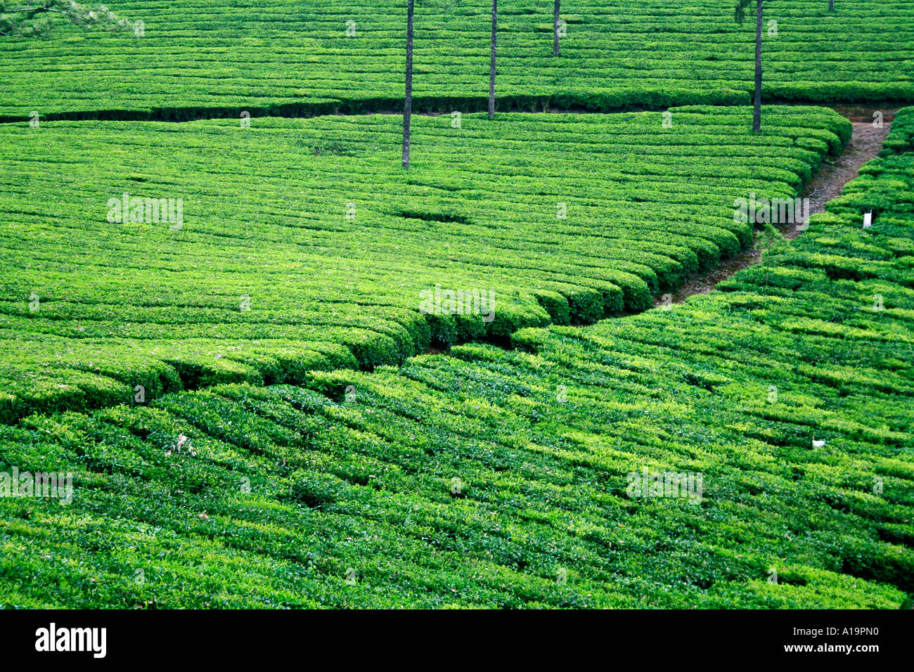Tea estate in Munnar, a major hill station and tourist destination in ...