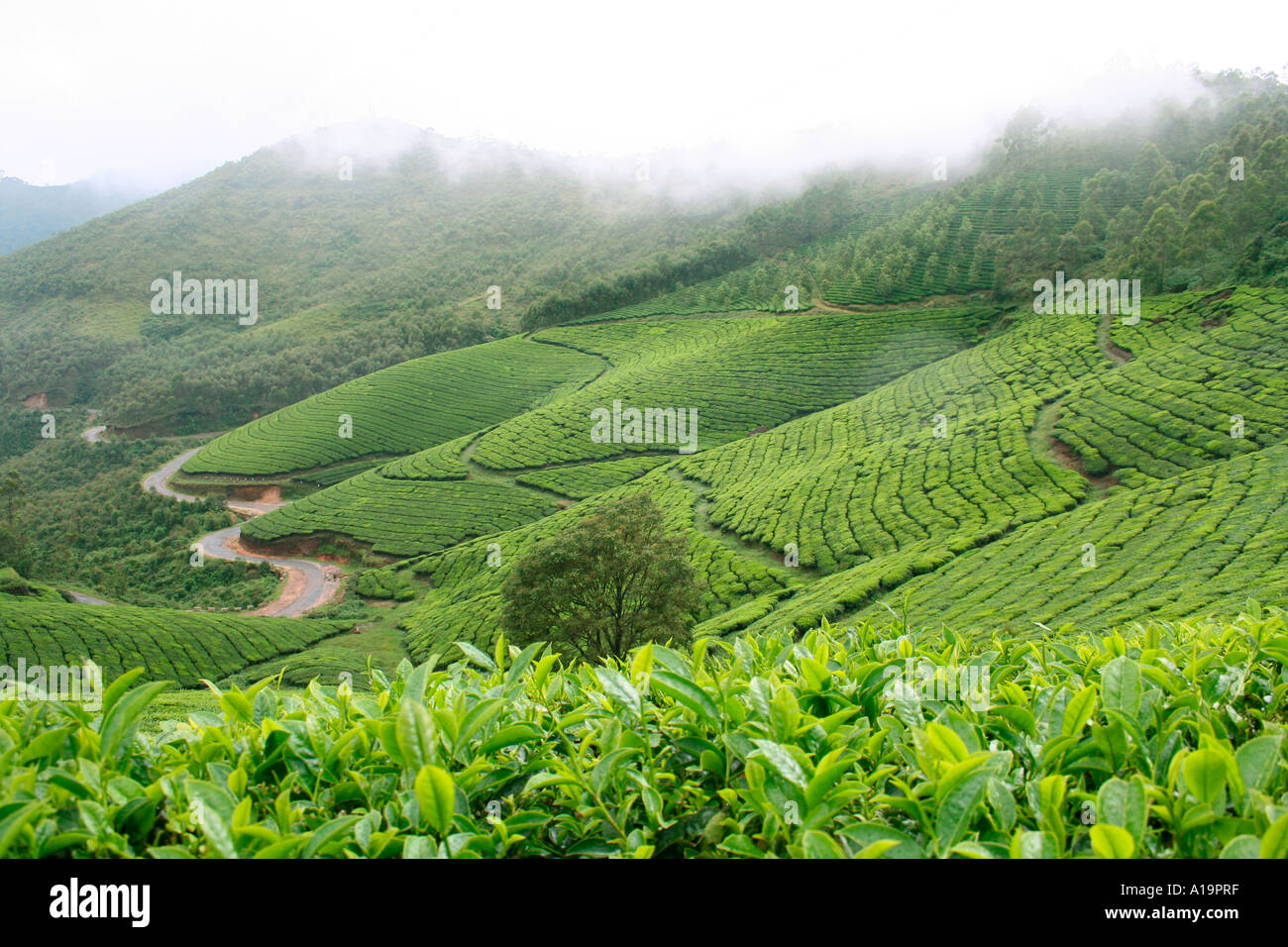 Tea estate in Munnar, a major hill station and tourist destination in ...