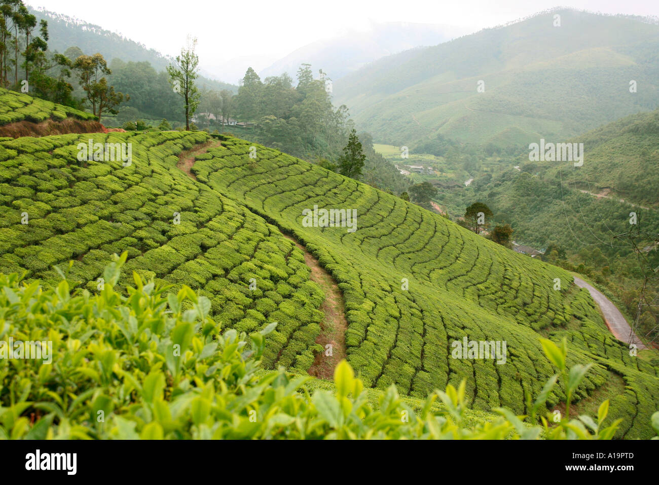 Tea estate in Munnar, a major hill station and tourist destination in ...