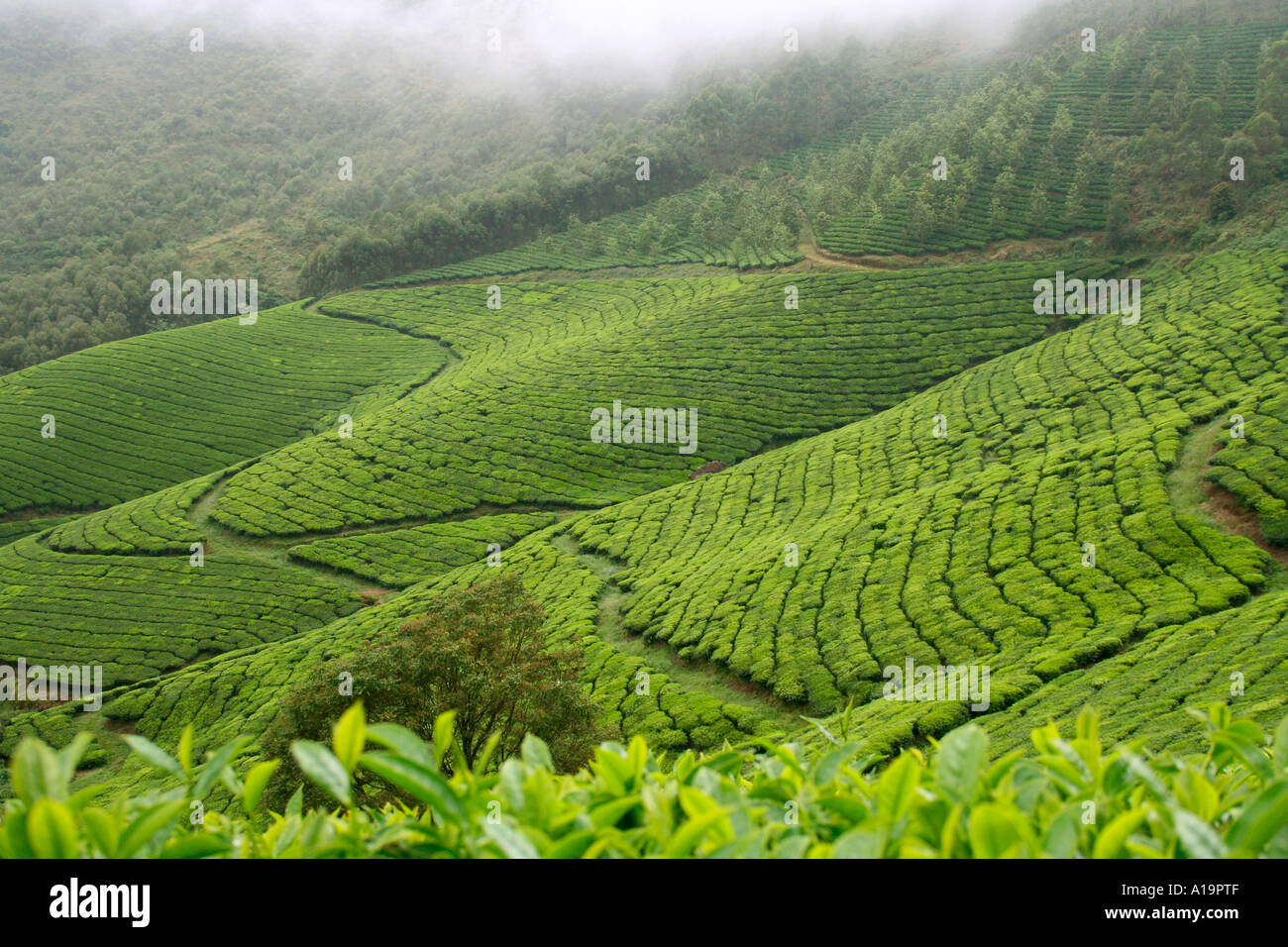 Tea estate in Munnar, a major hill station and tourist destination in ...