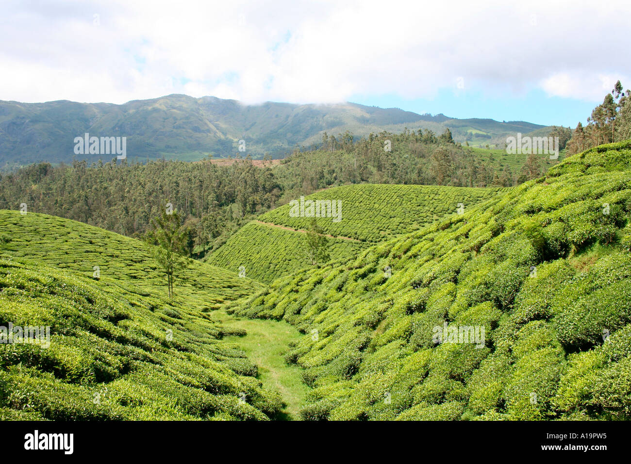 Tea estate in Munnar, a major hill station and tourist destination in ...