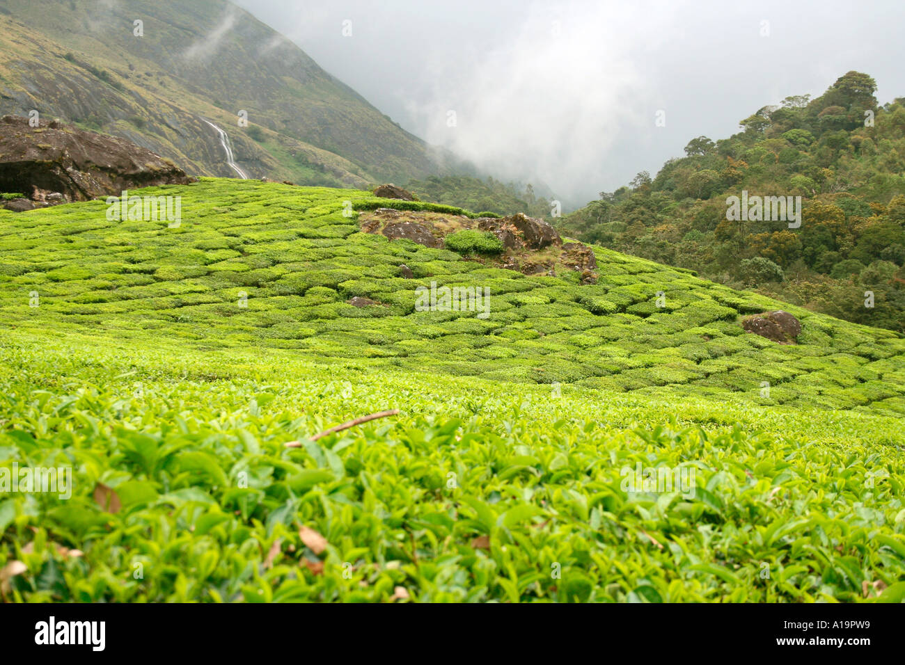 Tea estate in Munnar, a major hill station and tourist destination in ...