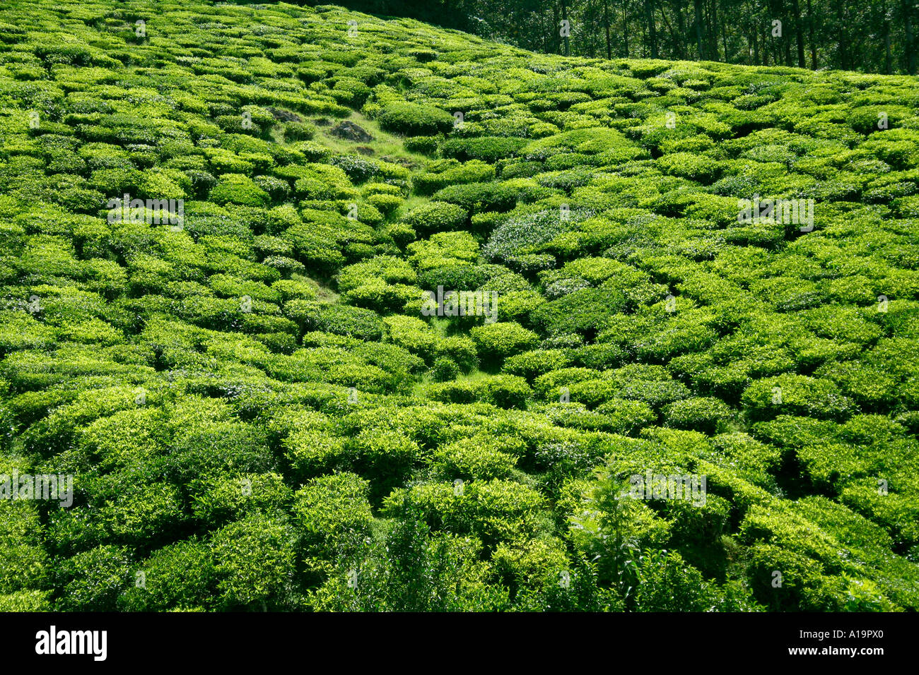 Tea estate in Munnar, a major hill station and tourist destination in ...