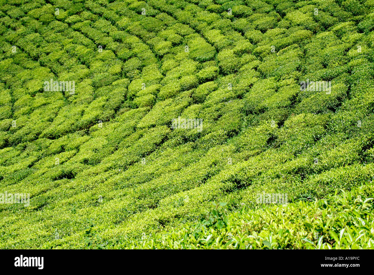 Tea estate in Munnar, a major hill station and tourist destination in ...