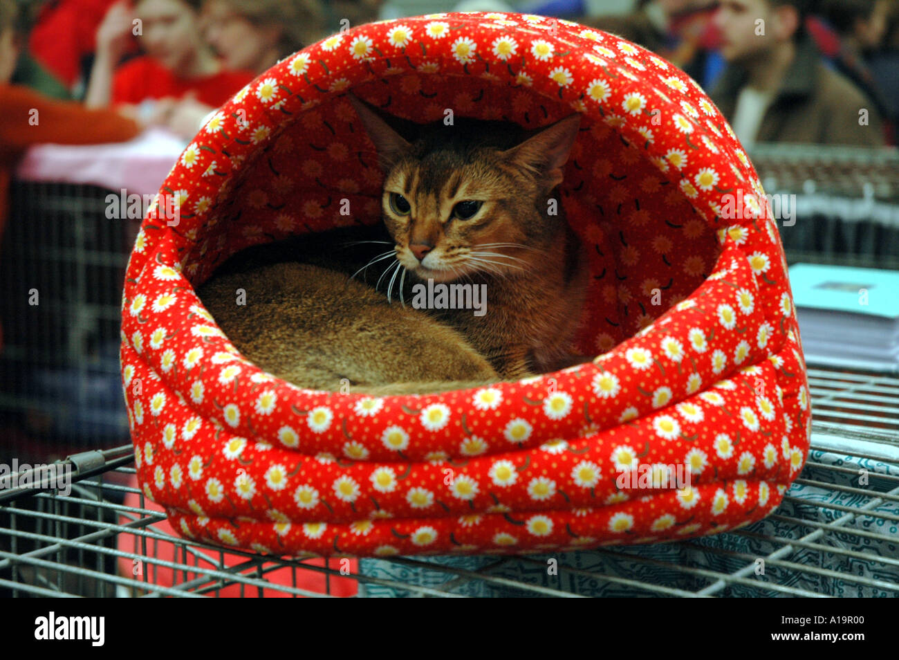 Abyssinian Cat CAT SHOW in Warsaw Stock Photo - Alamy