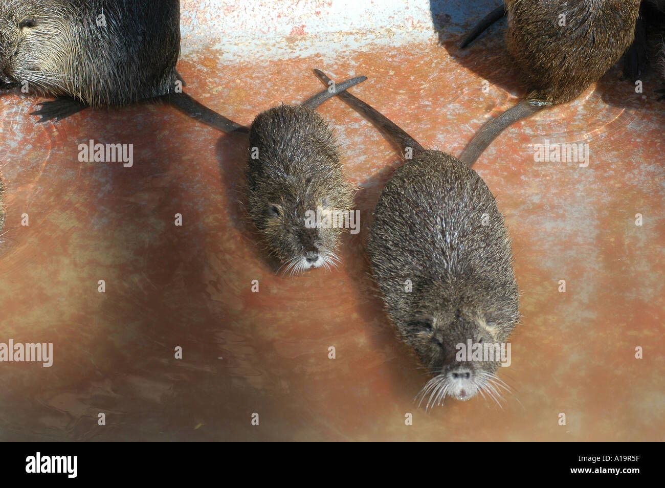 Myocaster hi-res stock photography and images - Alamy