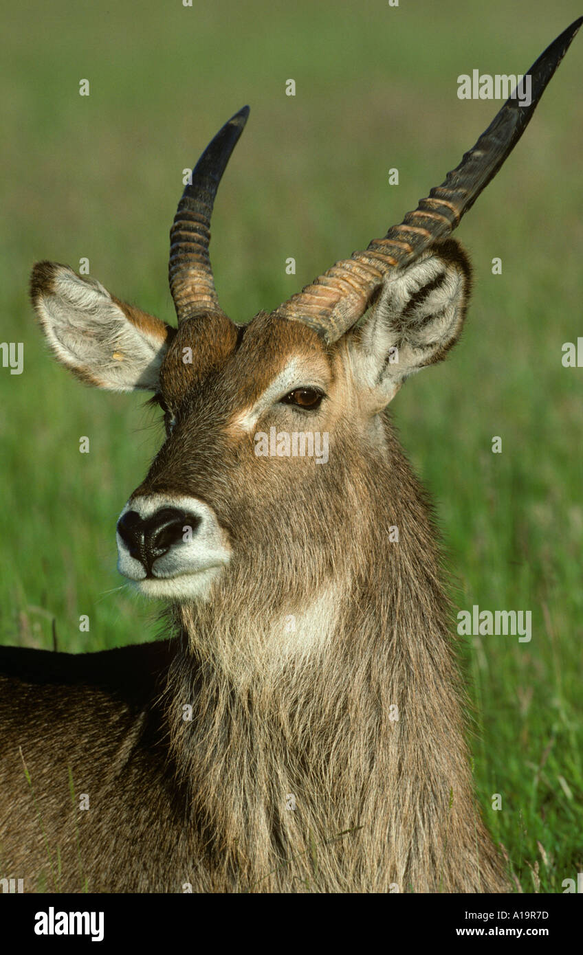 Waterbuck Kobus ellipsiprymnus Stock Photo - Alamy
