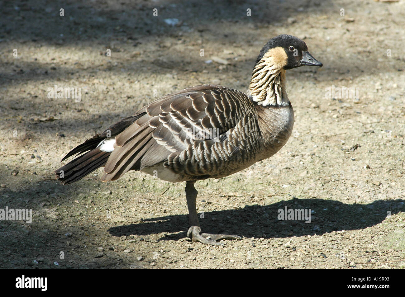 Endangered species hawaiian geese hi-res stock photography and images ...