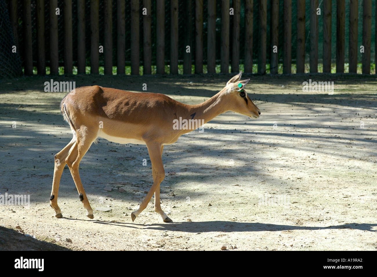 Angola Impala at Barcelona s Zoo Stock Photo - Alamy