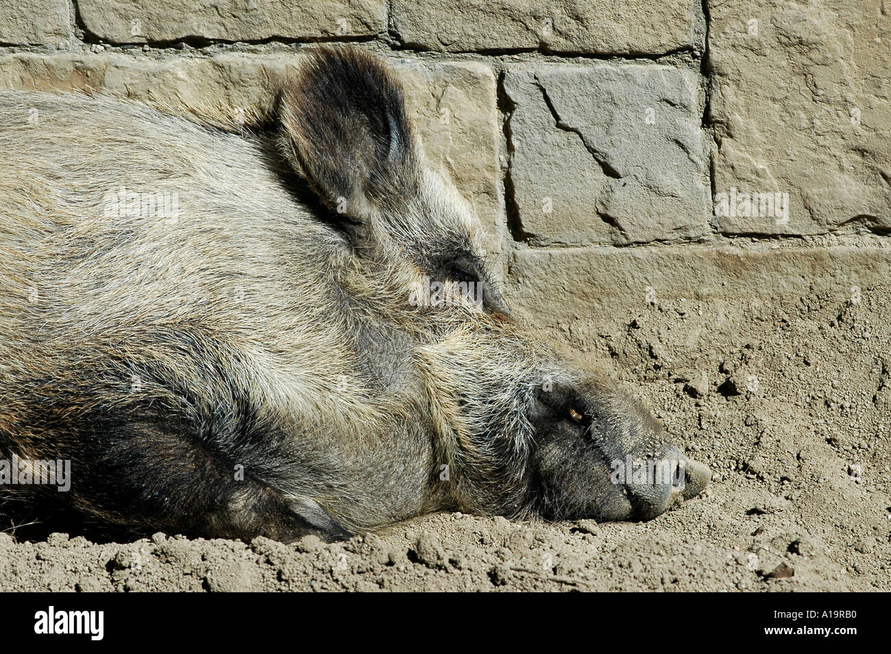 Wild boars spain hi-res stock photography and images - Alamy