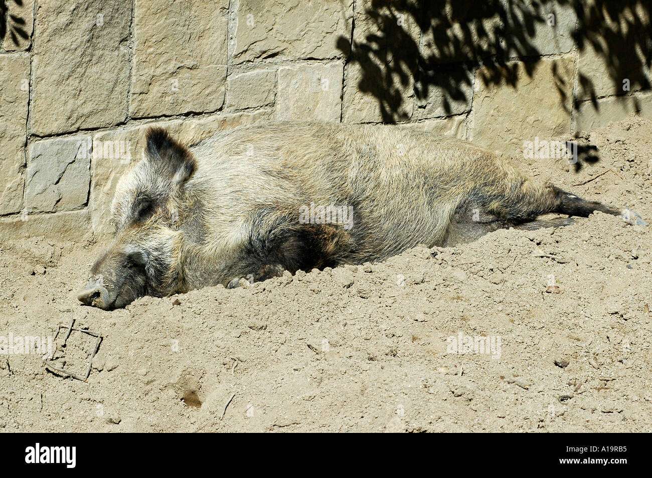 Wild boars spain hi-res stock photography and images - Alamy
