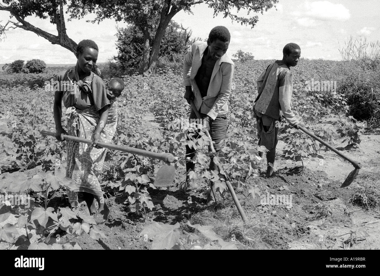 Farm workers weeding bean crop. Nyamirembe. Tanzania Stock Photo - Alamy