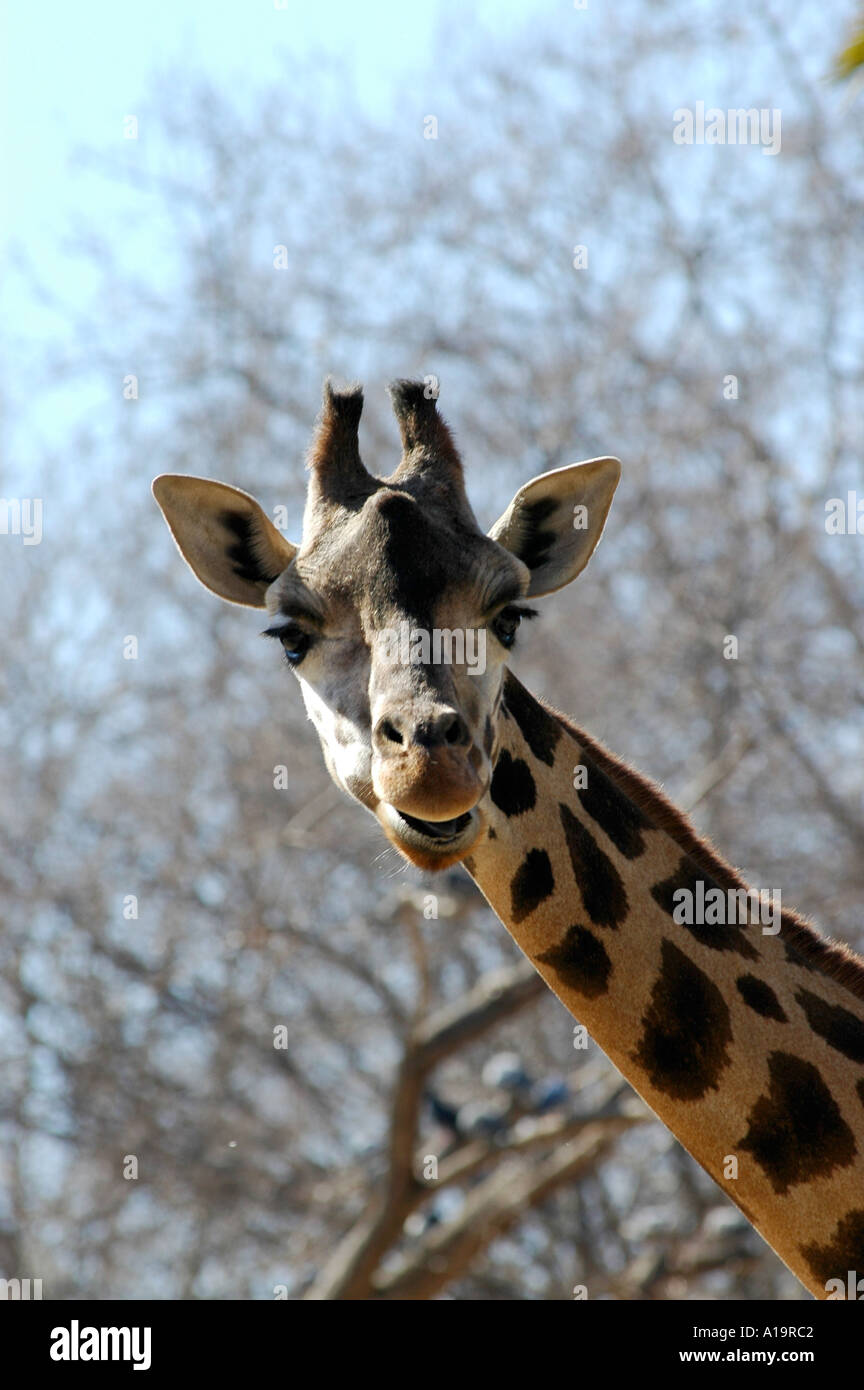 Giraffe backs hi-res stock photography and images - Alamy