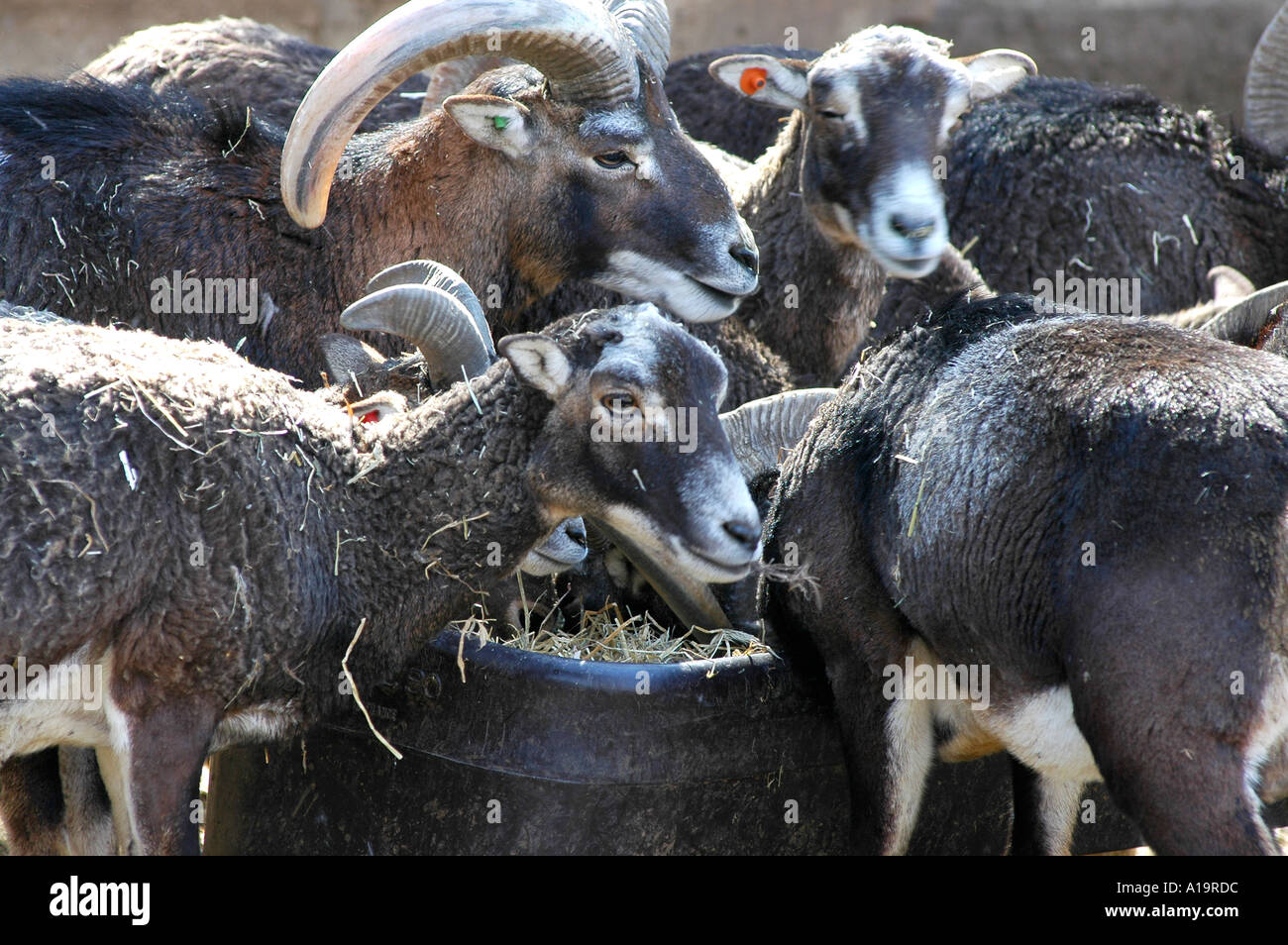 Mouflon wild sheep Stock Photo - Alamy